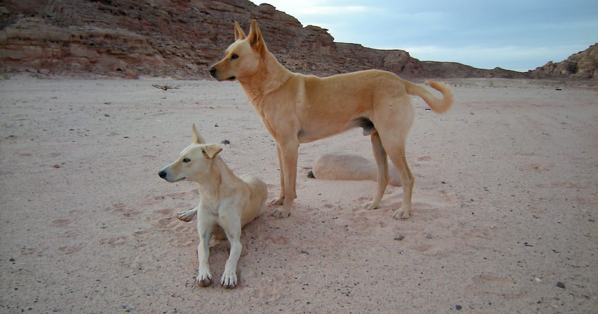 Desert Dogs – Barbara Husar